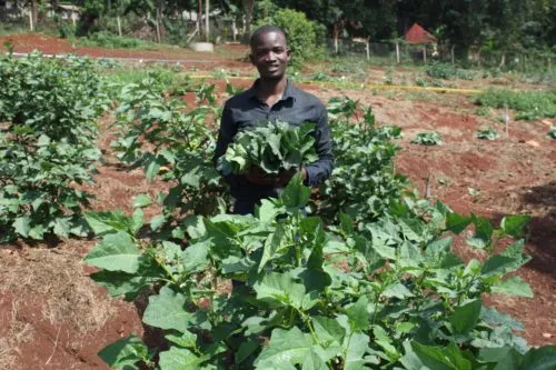 UCU researchers develop three new Nakati varieties - Campus Bee